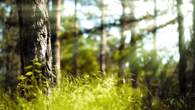 Image - Forest-0.gif | Animal Jam Clans Wiki | FANDOM powered by Wikia