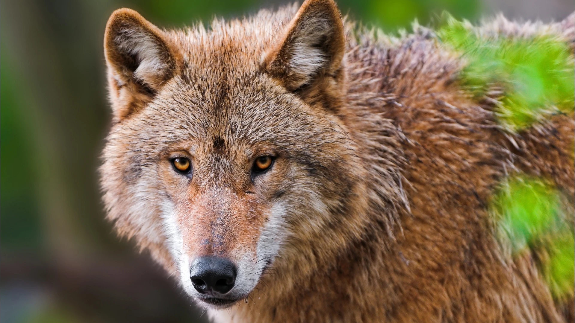 Image - Brown-wolf-1920x1080-wallpaper172284.jpg | Animal Jam Clans ...