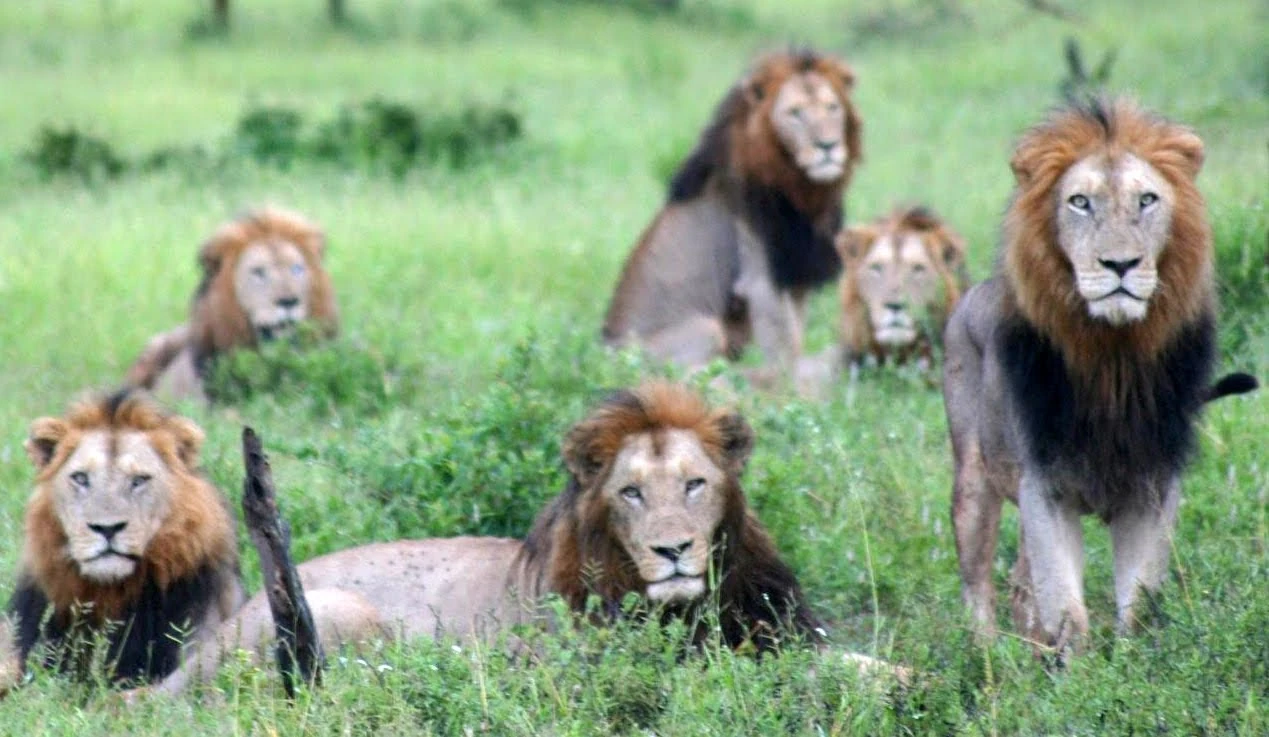 Image - Mapogo.jpg | Animal Jam Clans Wiki | FANDOM powered by Wikia