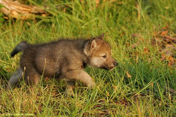 Image - Timber wolf pup swp 051207 084 copy.jpg | Animal Jam Clans Wiki ...