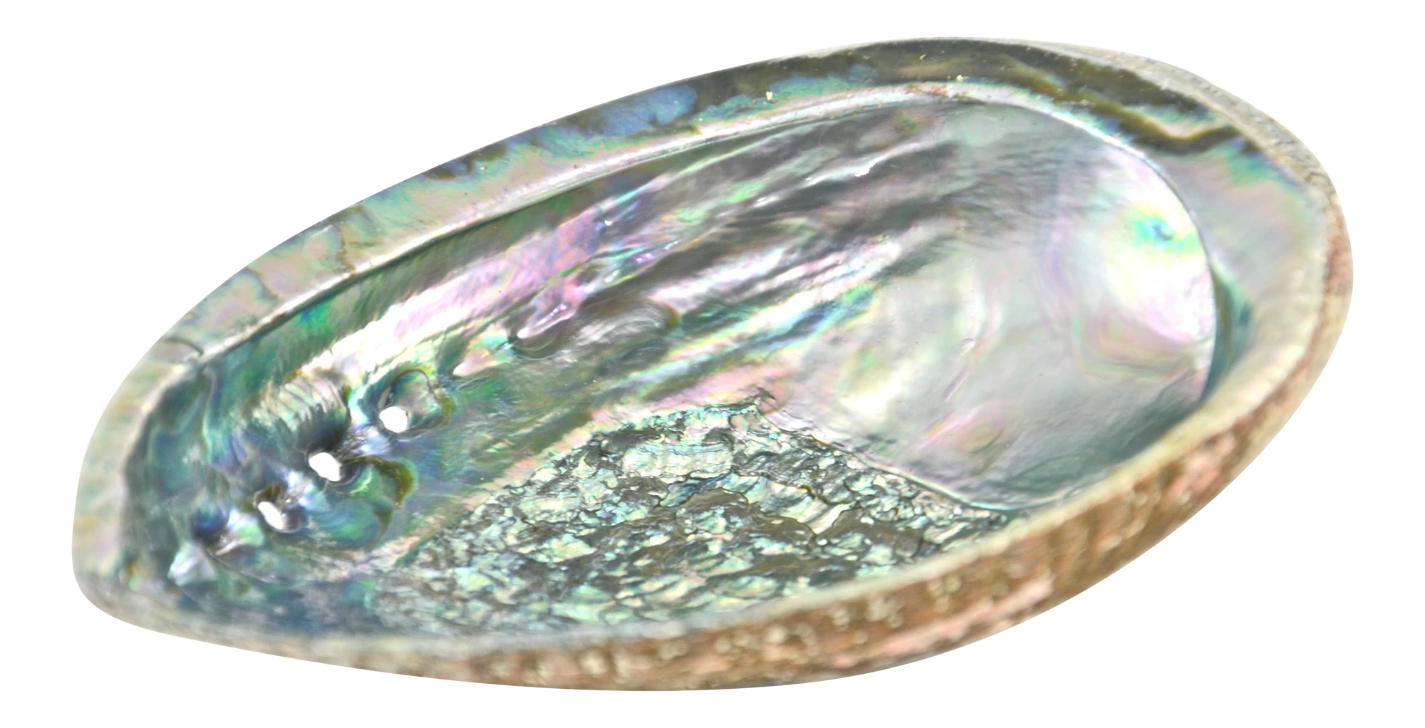 Image - Aqua-blue-abalone-shell-7775.png | Animal Jam Clans Wiki ...
