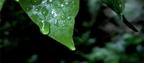 Image - Dew.gif | Animal Jam Clans Wiki | FANDOM powered by Wikia