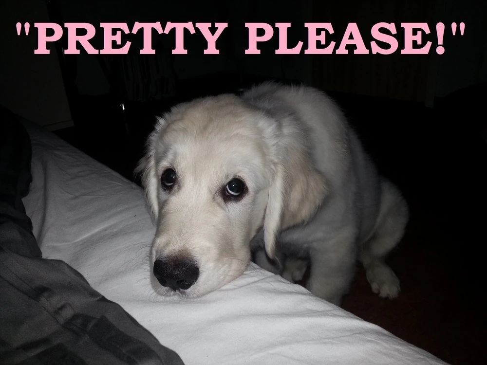 Image - Pretty-Please-Dog-Picture.jpg | Animal Jam Clans Wiki | FANDOM ...