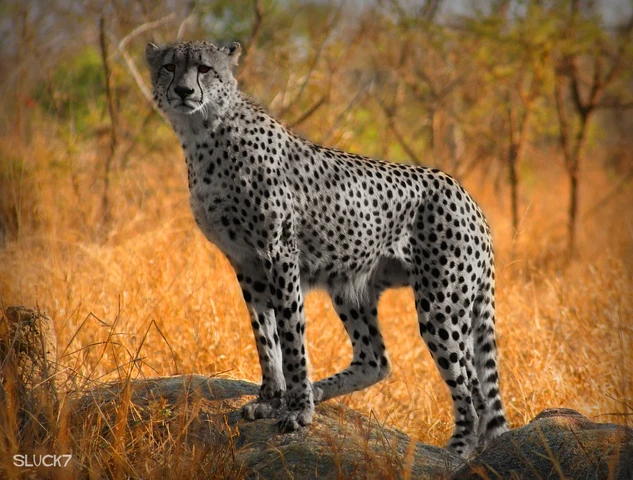 Image - White cheetah by sluck7-d4nm2g6.jpg | Animal Jam Clans Wiki ...