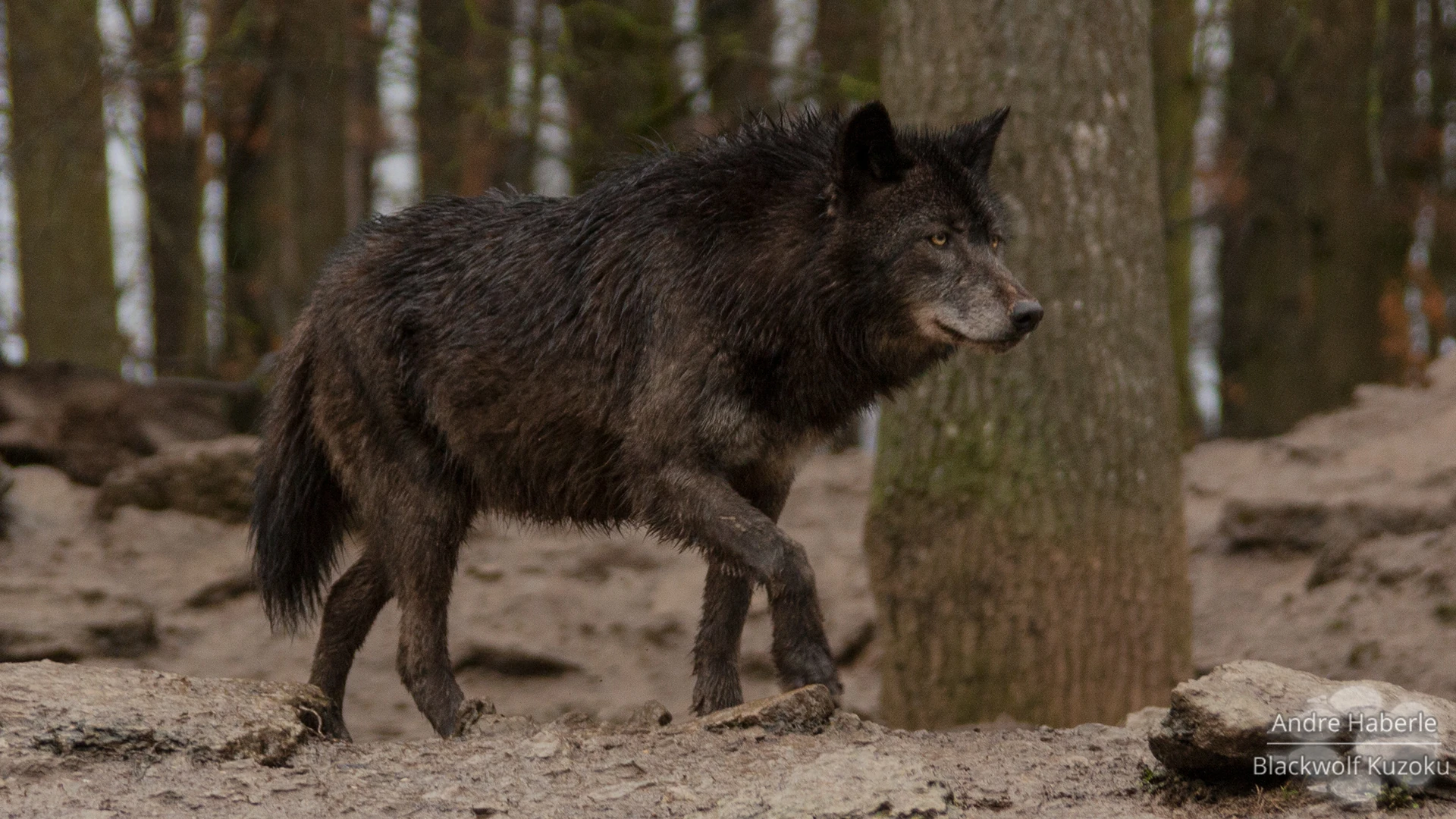 Image - Canadian timberwolf by blackwolf kuzoku-d82axno.jpg | Animal ...