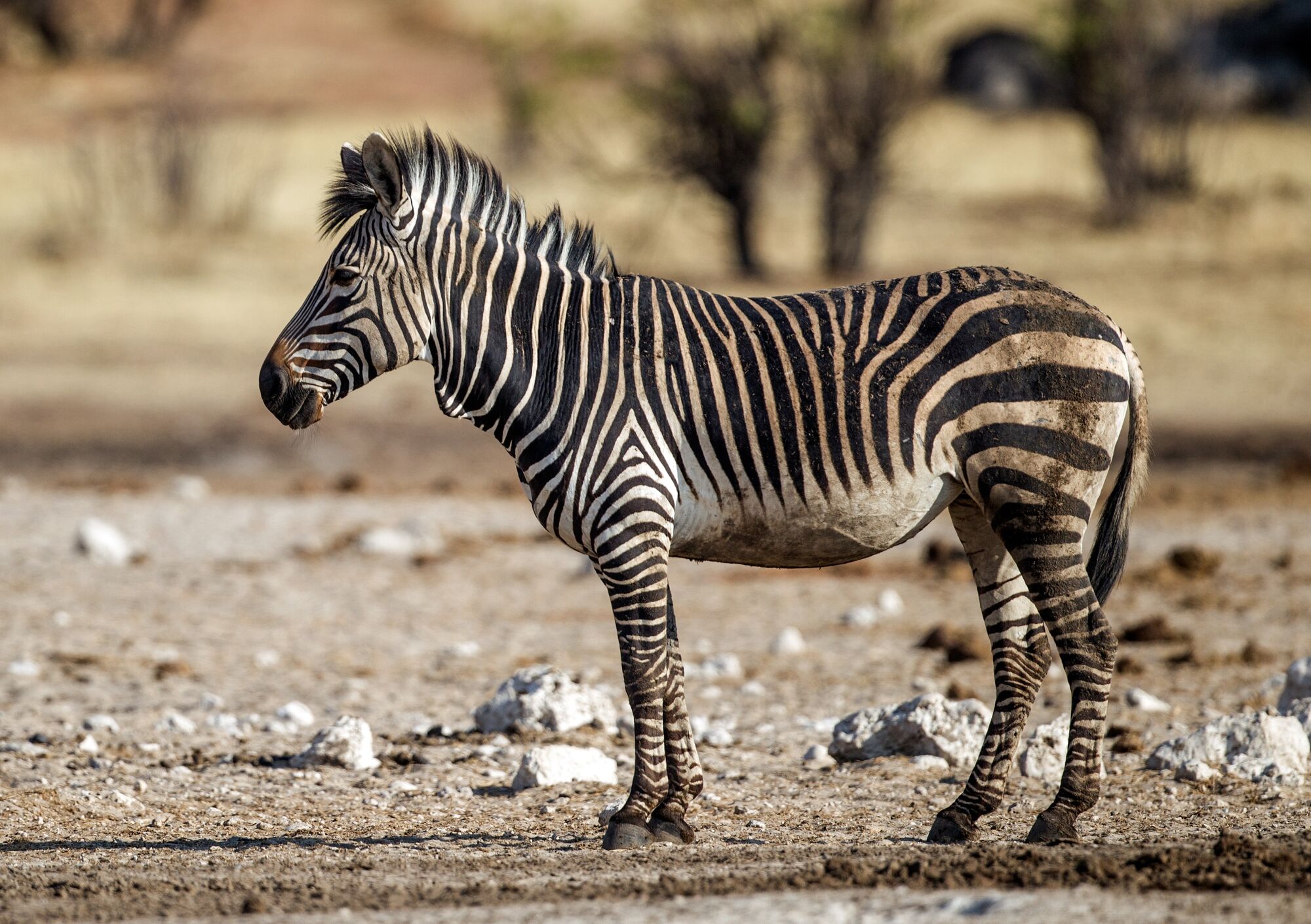 Equus zebra | Animal Library Wikia | Fandom Equus zebra | Animal Library Wikia | Fandom