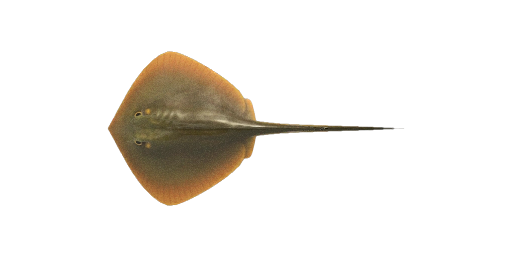 Raya | Animal Crossing Enciclopedia | Fandom