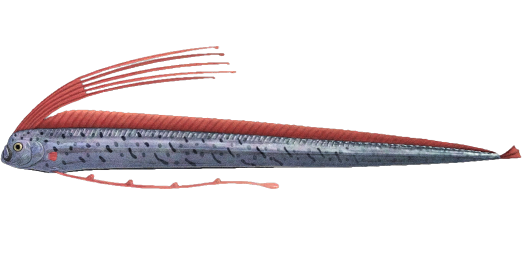 Poisson-ruban | Animal Crossing Wiki | Fandom