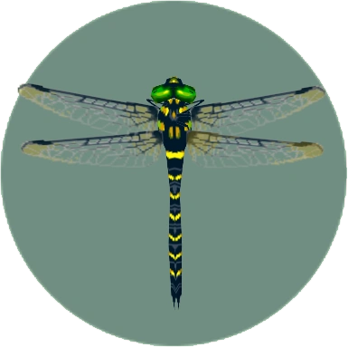 Banded dragonfly | Animal Crossing Wiki | Fandom