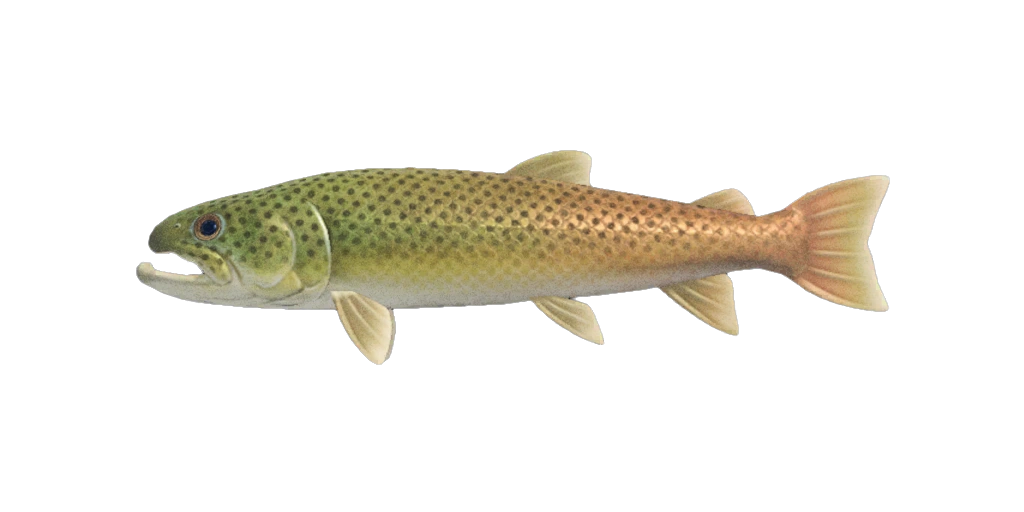 Dai yu | Animal Crossing Wiki | Fandom