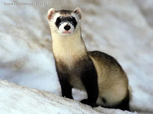 Turón Pantinegro | Wiki Animales peligro de extincion | FANDOM powered ...