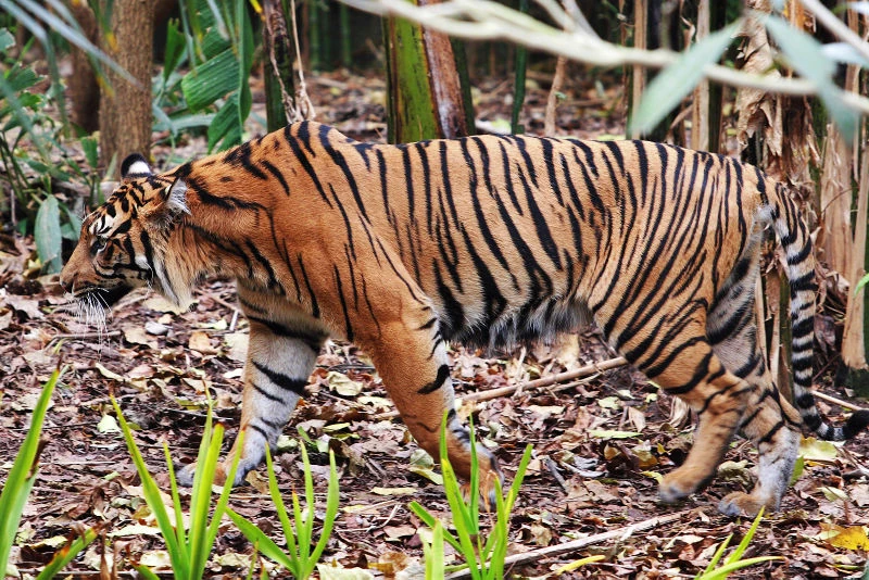 Tigre de Amoy | Wiki Animales peligro de extincion | Fandom