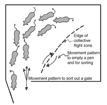 Cattle field of vision and flight zones | AnimalHandling101 Wiki | Fandom