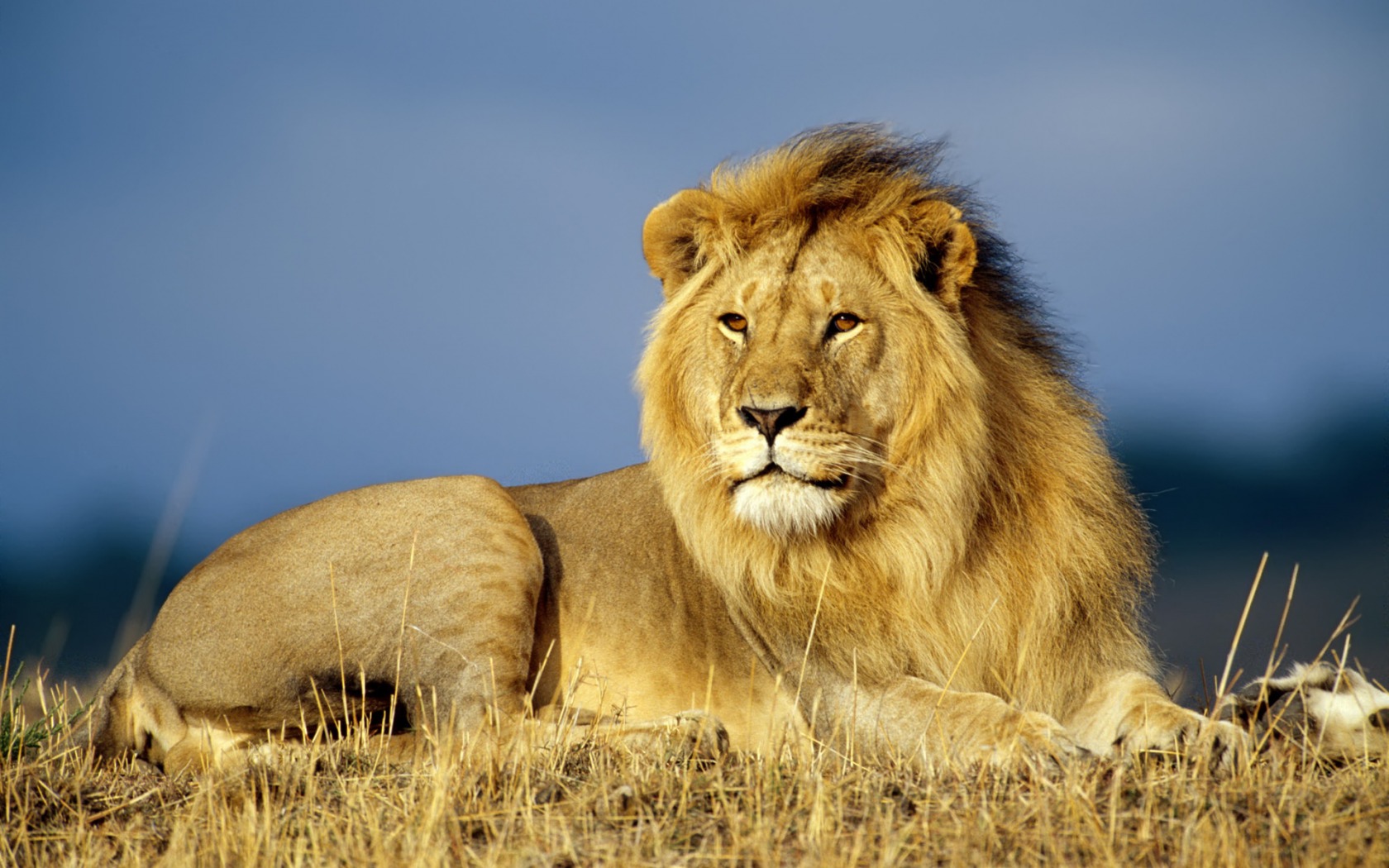Leone | Animali Wiki | FANDOM powered by Wikia