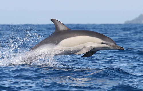 Delfino Comune | Animali Wiki | FANDOM powered by Wikia
