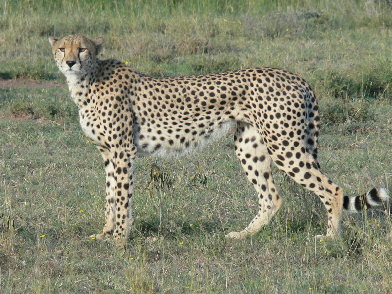 Ghepardo | Animali Wiki | FANDOM powered by Wikia