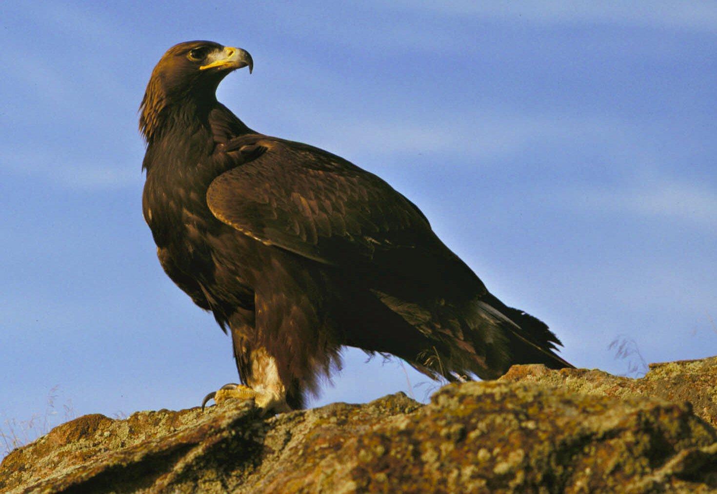 Aquila Reale | Animali Wiki | FANDOM powered by Wikia
