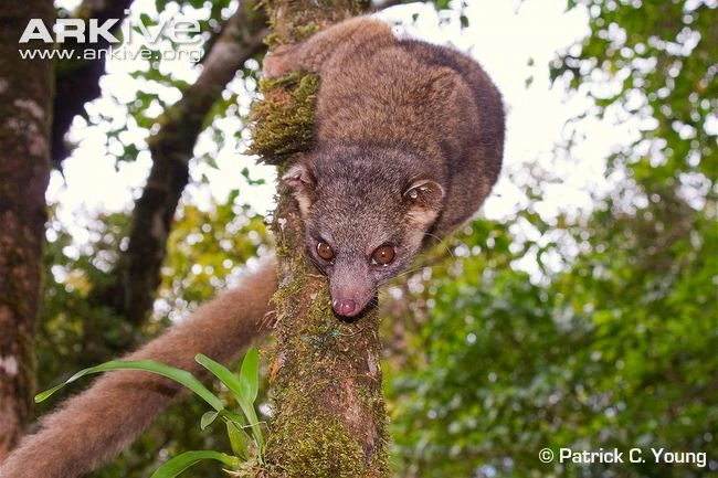 Category:Procyonidae | Animals Wiki | Fandom