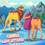 Camel | Animal Jam Wiki | Fandom