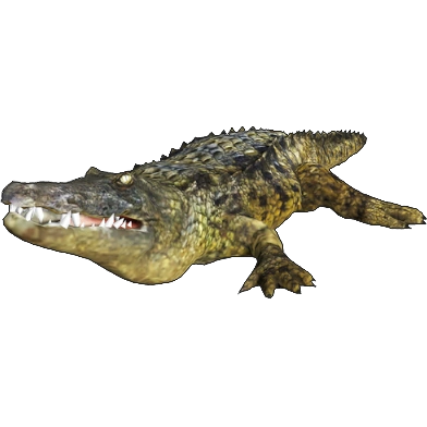 Nile Crocodile | Animallica Wiki | Fandom