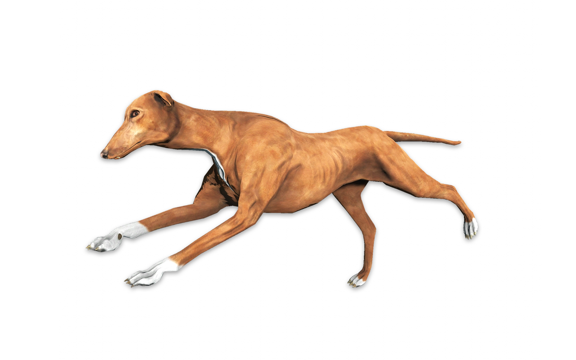 Greyhound | Animallica Wiki | Fandom