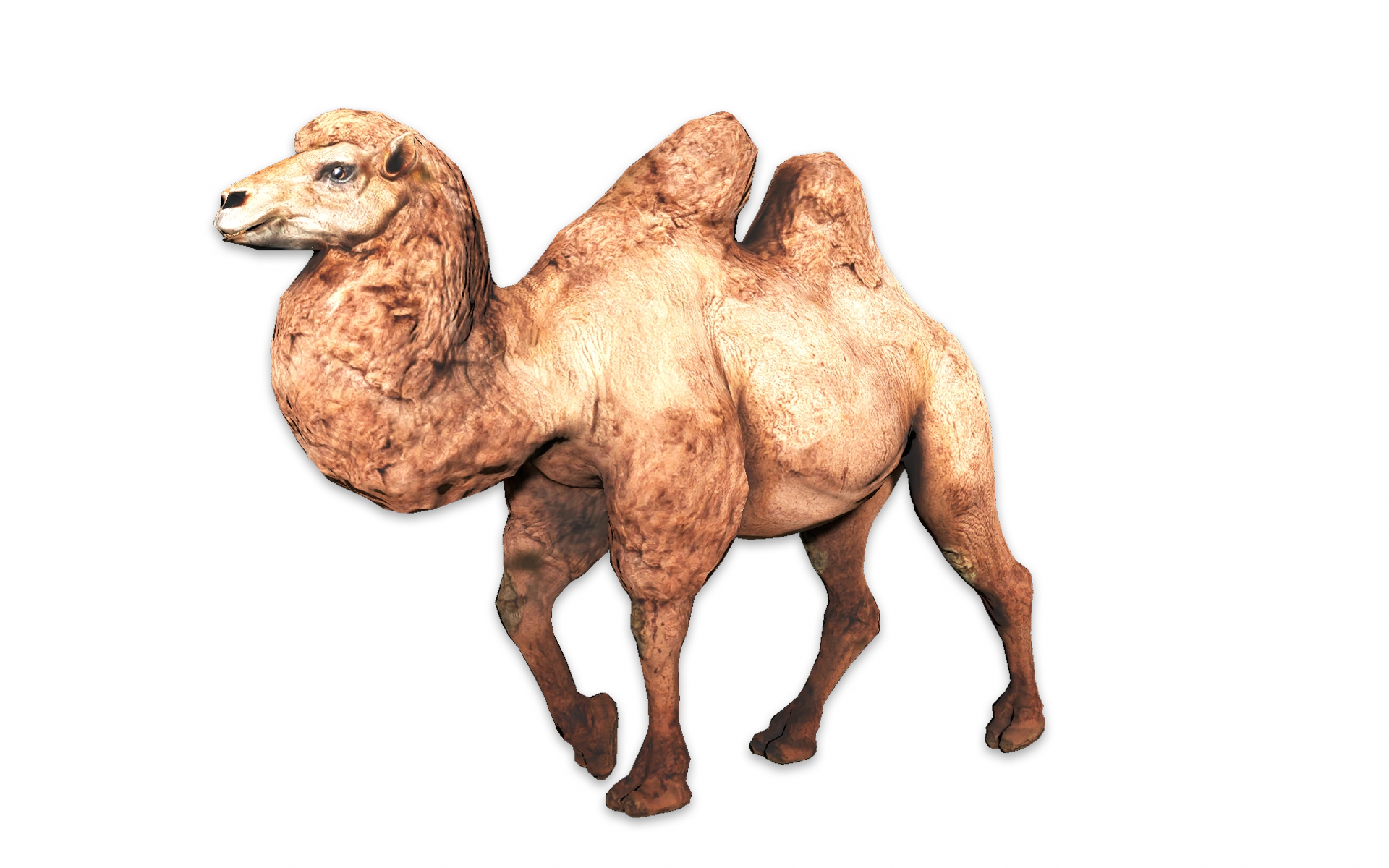 Bactrian Camel | Animallica Wiki | Fandom