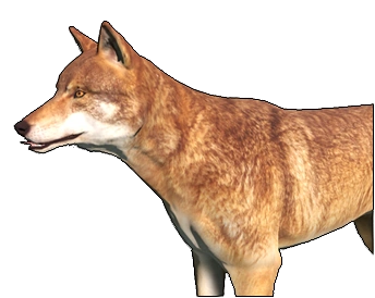 Red Wolf | Animallica Wiki | Fandom