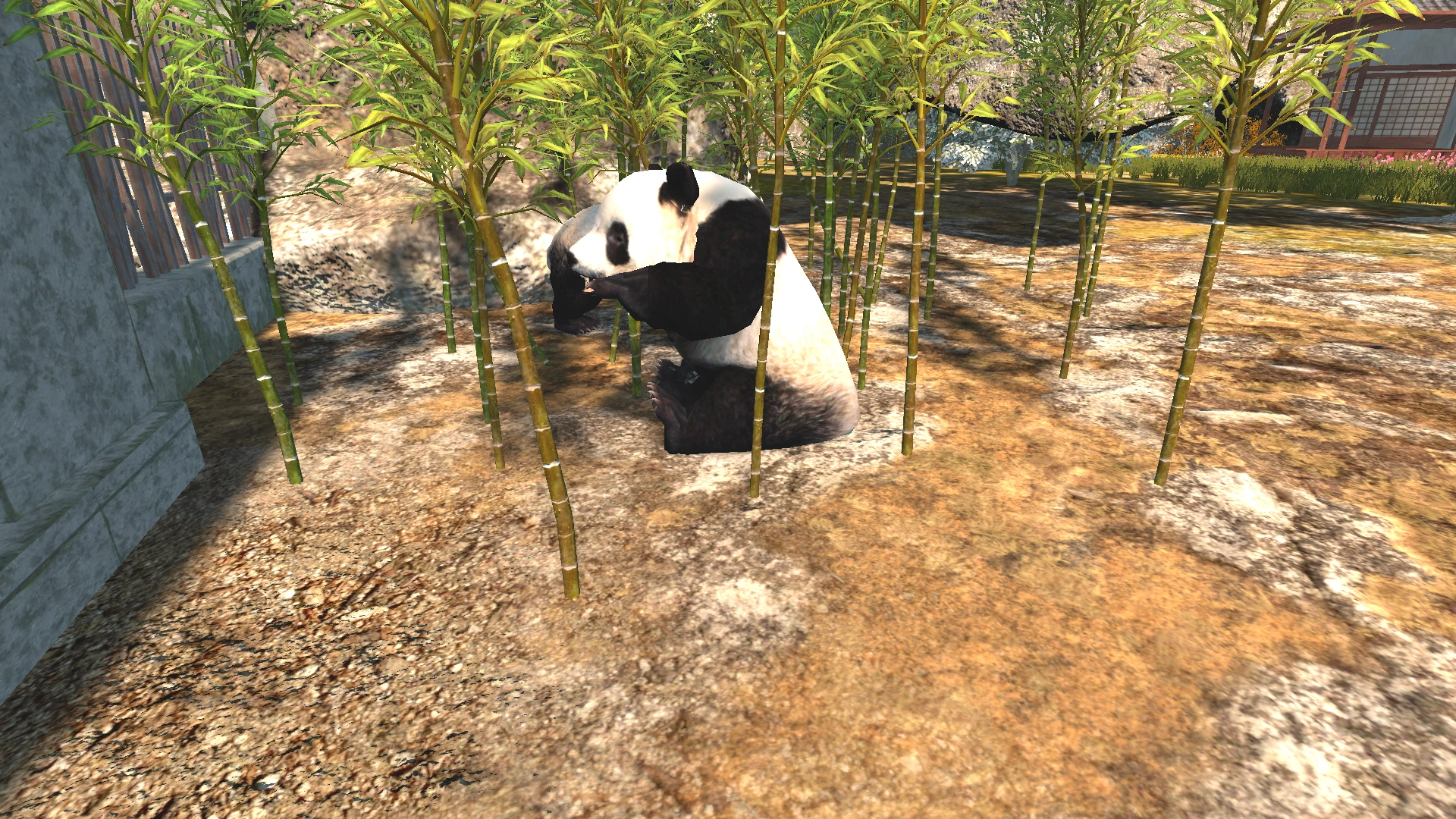 Giant Panda | Animallica Wiki | Fandom