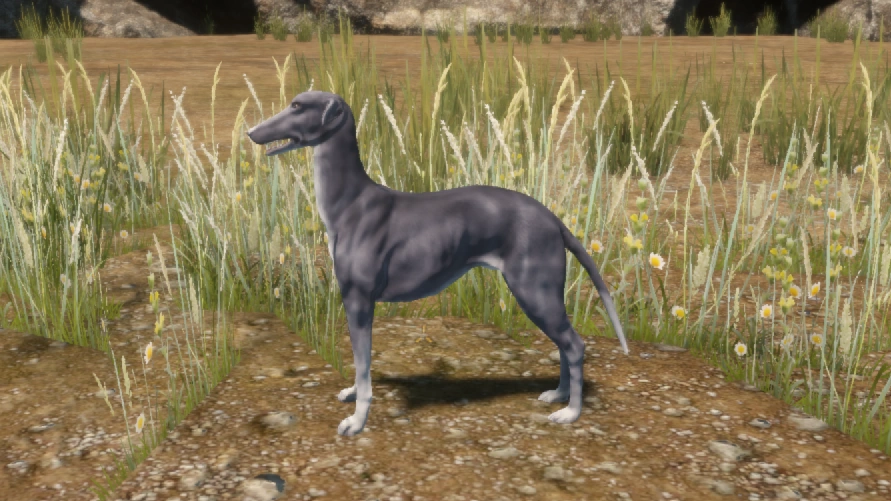 Greyhound | Animallica Wiki | FANDOM powered by Wikia