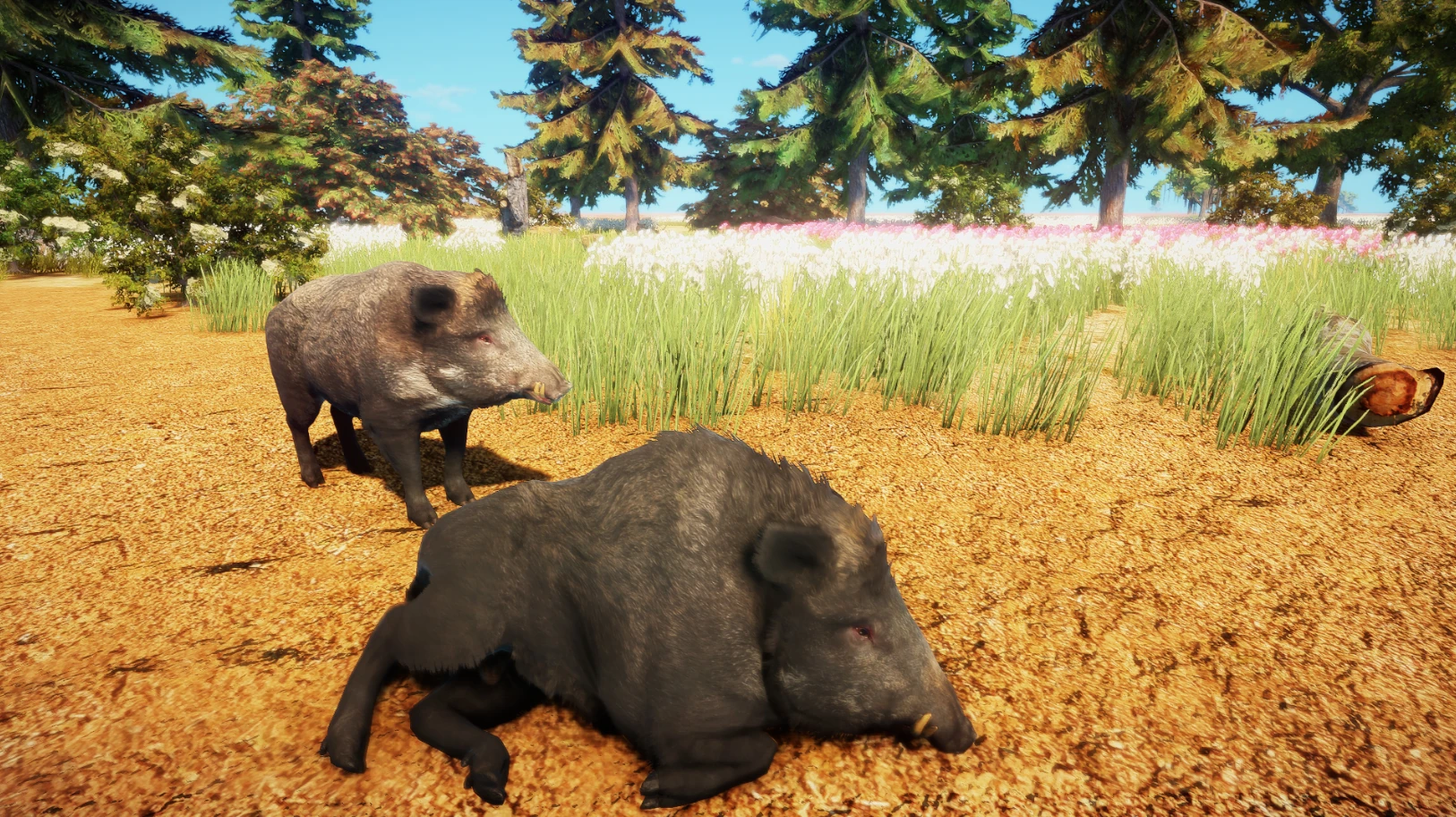 Wild Boar | Animallica Wiki | Fandom