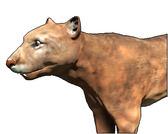 Cougar | Animallica Wiki | Fandom