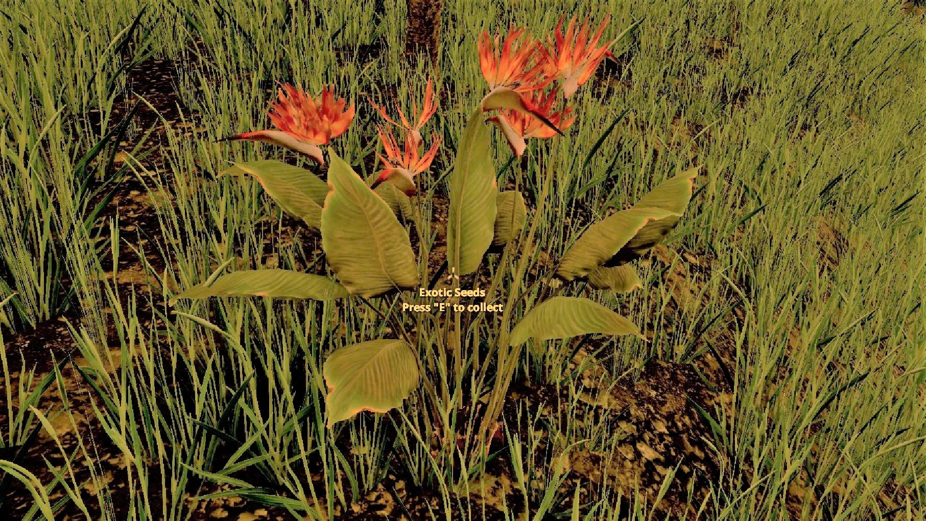 Exotic Seeds | Animallica Wiki | Fandom