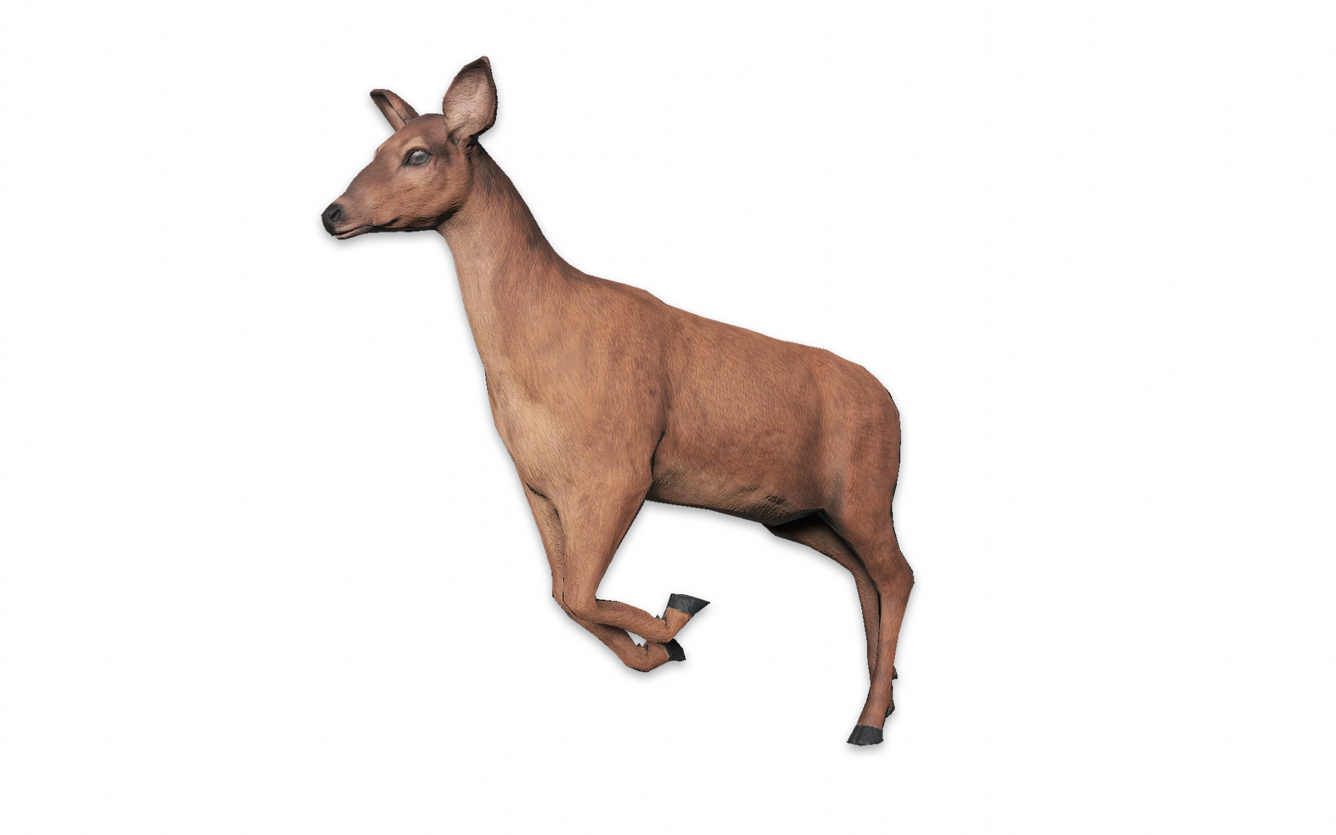 Roe Deer | Animallica Wiki | Fandom
