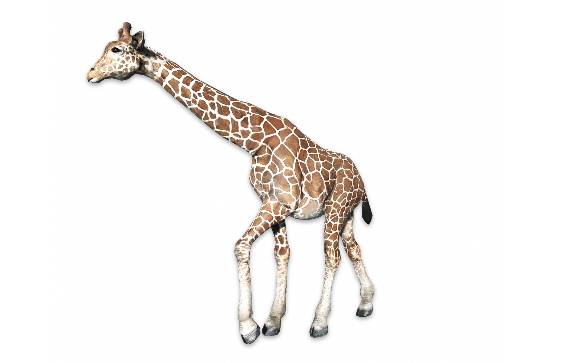 Reticulated Giraffe | Animallica Wiki | Fandom