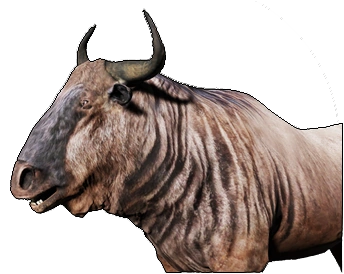 Wildebeest | Animallica Wiki | Fandom