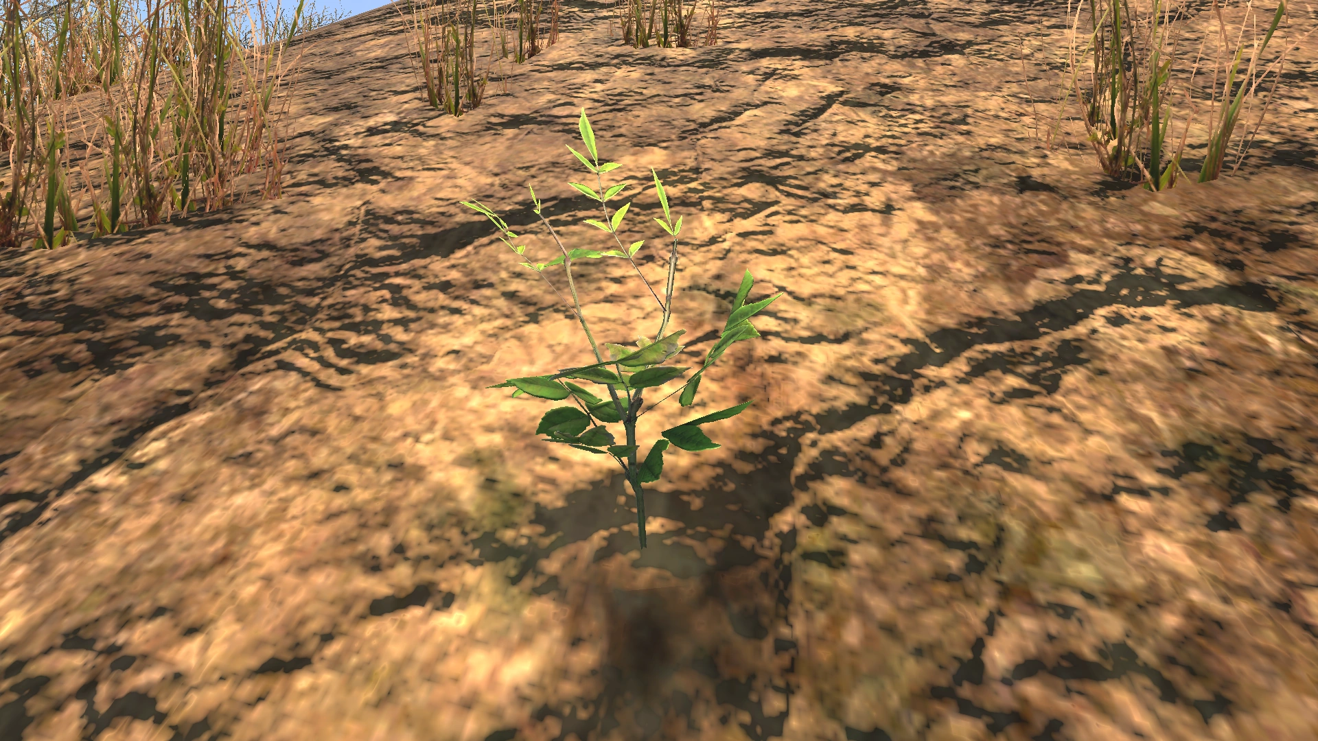 Healthy Sapling | Animallica Wiki | Fandom