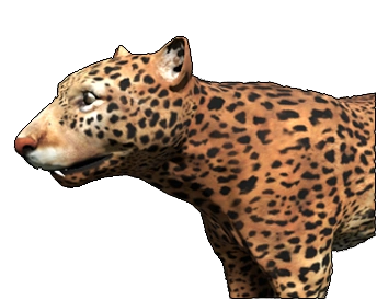 Jaguar | Animallica Wiki | Fandom