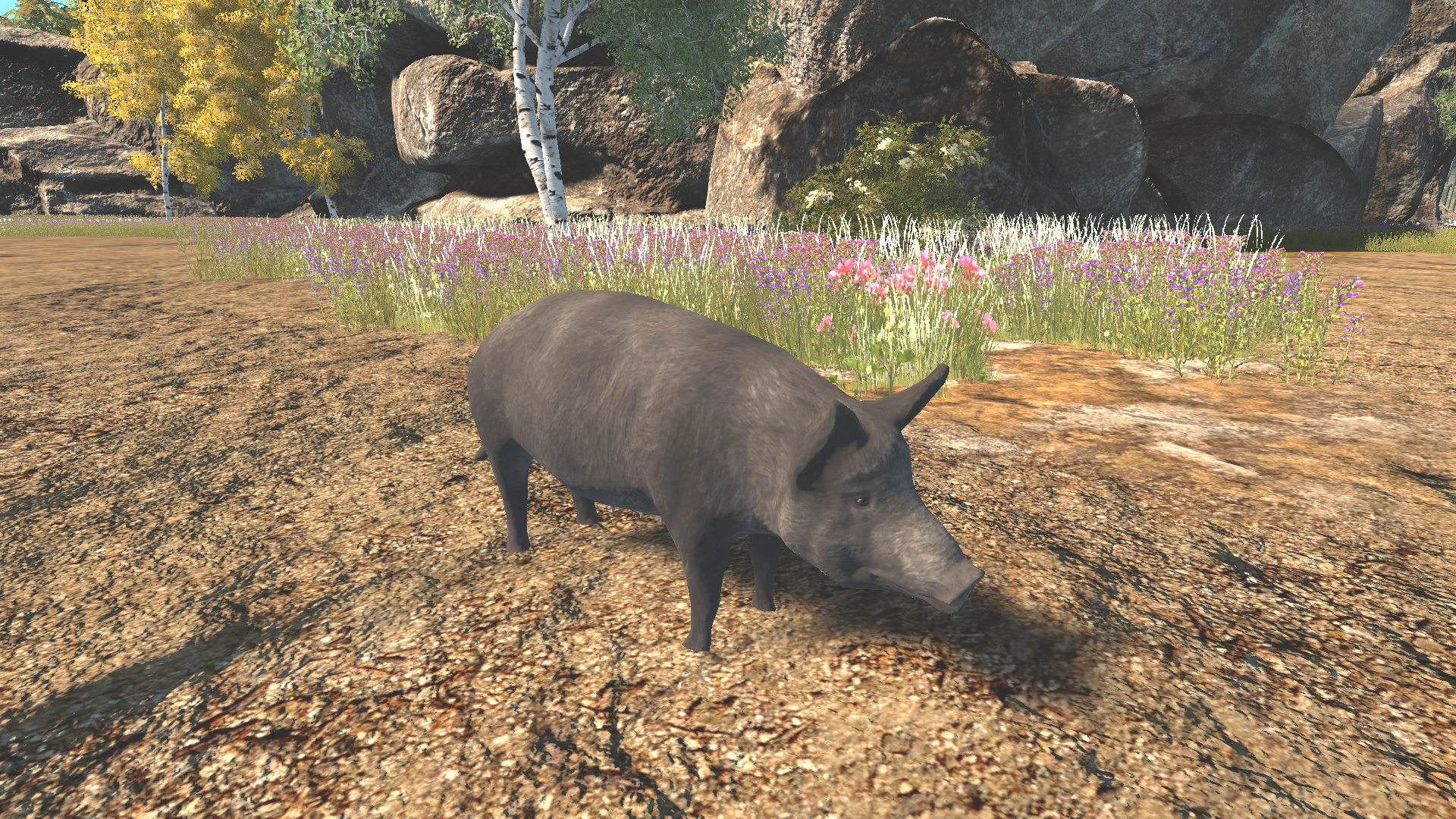 Berkshire Pig | Animallica Wiki | Fandom