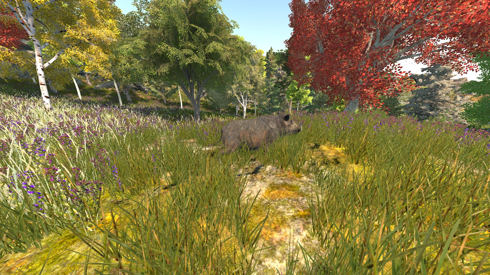 Wild Boar | Animallica Wiki | Fandom