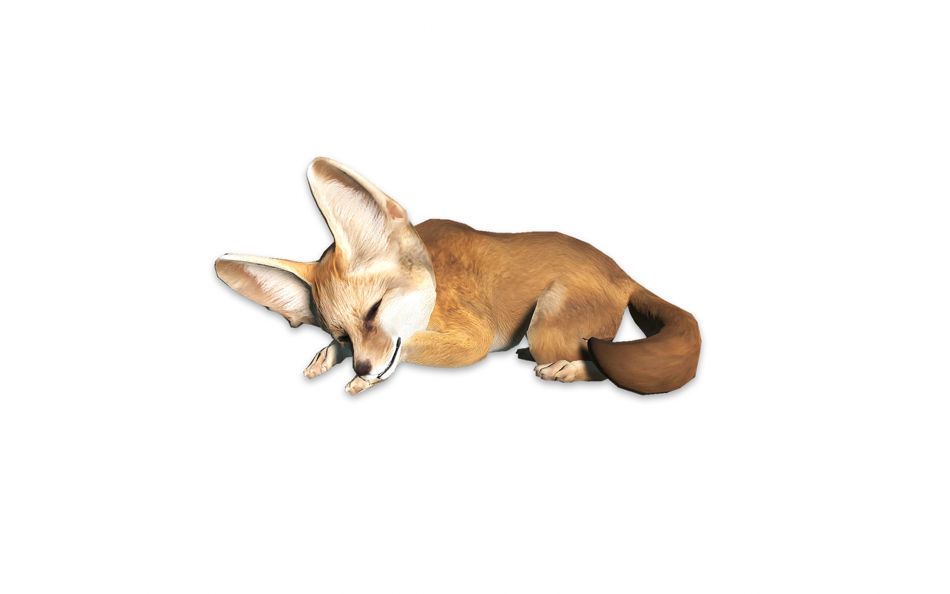 Fennec Fox | Animallica Wiki | Fandom