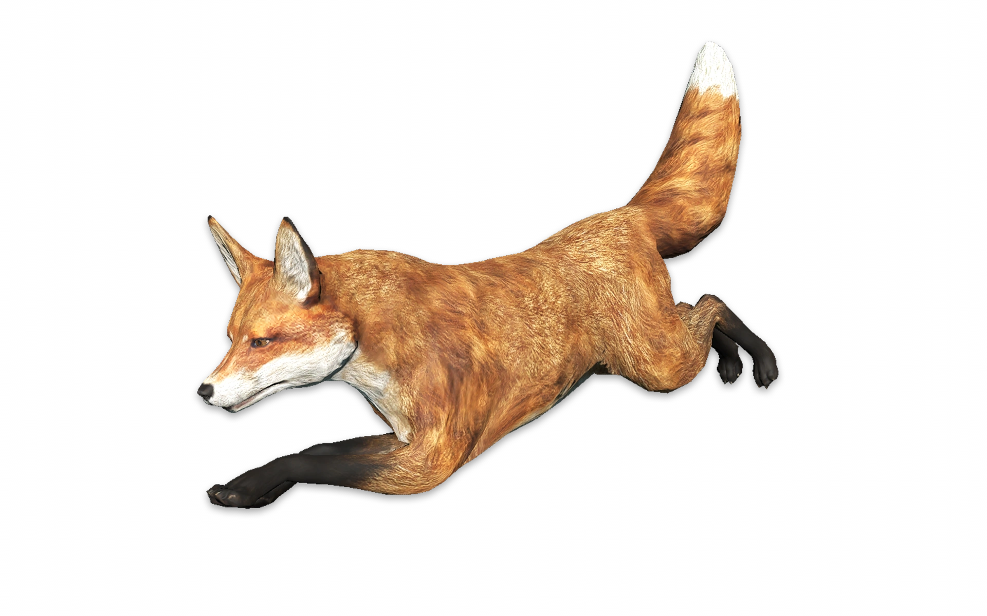 European Red Fox | Animallica Wiki | Fandom