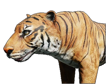 Bengal Tiger | Animallica Wiki | Fandom