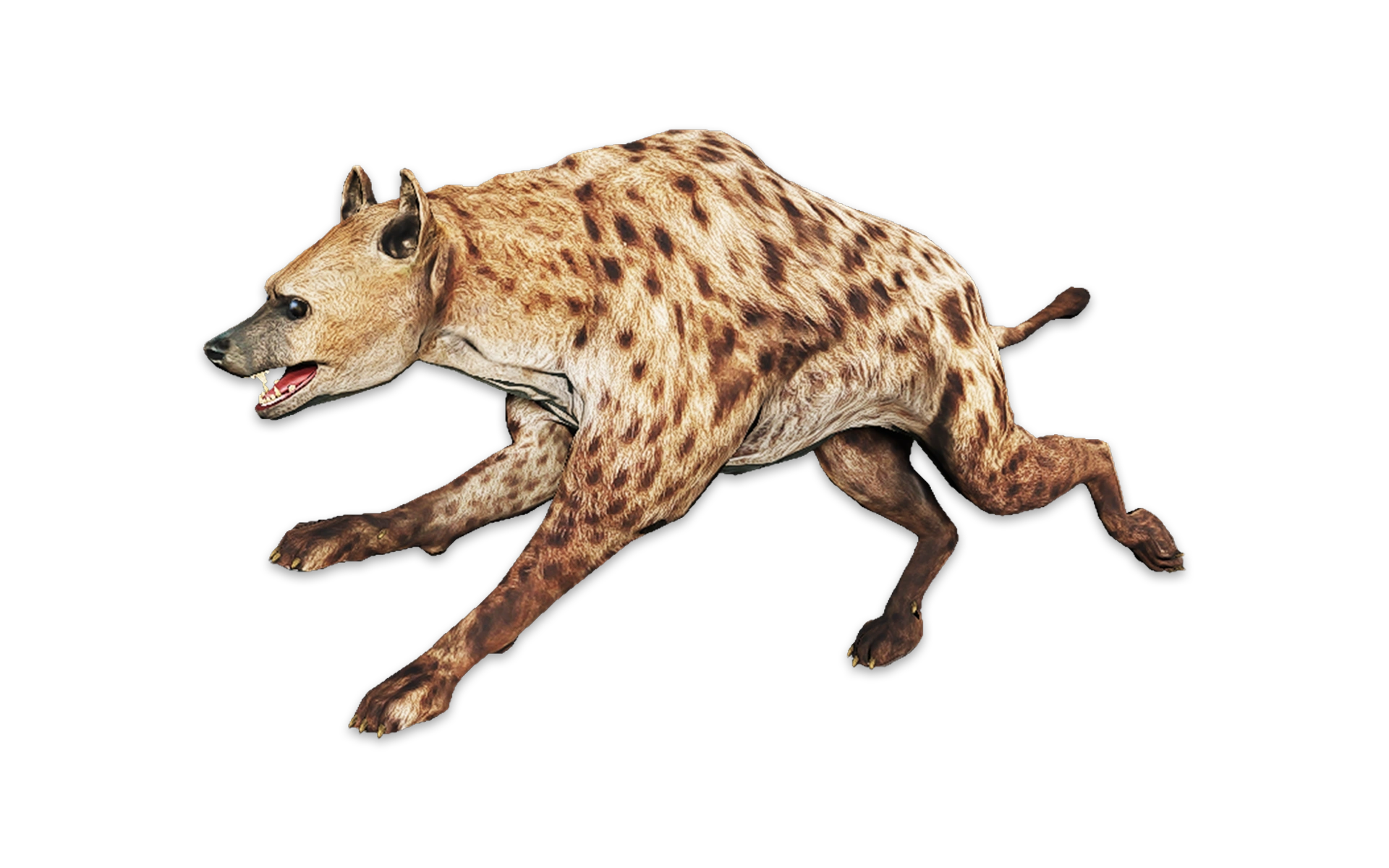 Category:Carnivorans | Animallica Wiki | Fandom