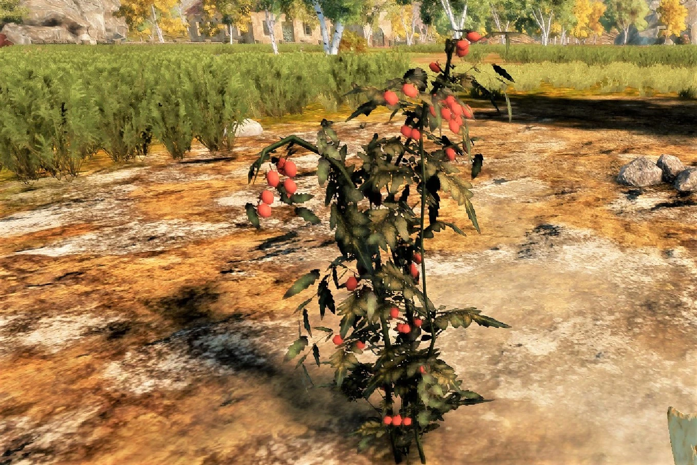 Tomato | Animallica Wiki | Fandom