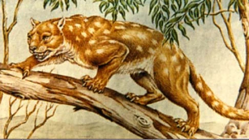 Thylacoleo | Animal of the world Wiki | Fandom