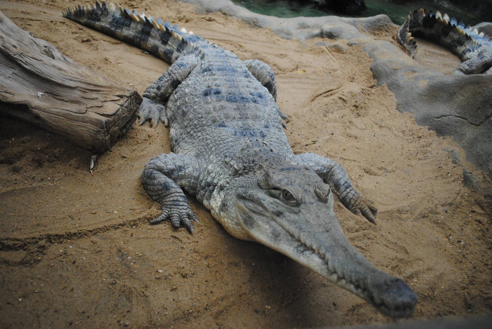 Slender-Snouted Crocodile | Animal of the world Wiki | Fandom