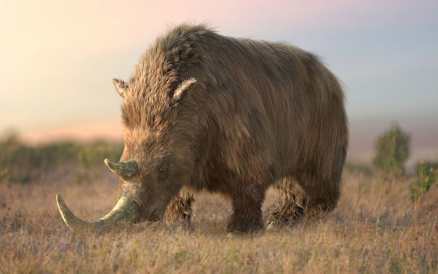 Woolly Rhinoceros | Animal of the world Wiki | Fandom