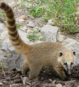 Mountain Coati | Animal of the world Wiki | Fandom