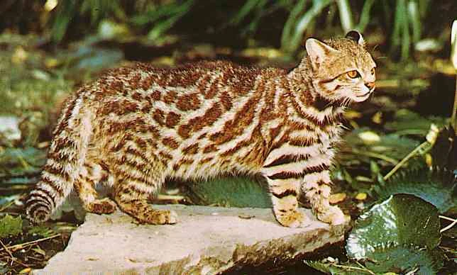 Pampas Cat | Animal of the world Wiki | FANDOM powered by Wikia