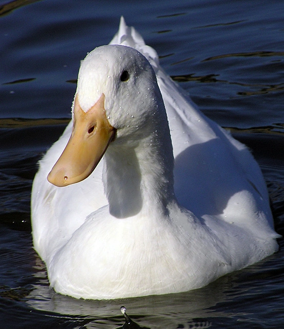 Pato | Wiki Animalpedia | FANDOM powered by Wikia